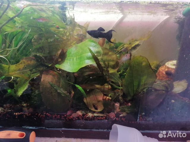 Аквариумы с рыбками