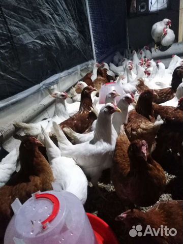 Курица молодка(Красная, 5мес)