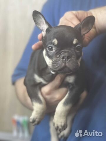 Малыши шоко тан