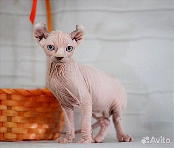 Эльф девочка