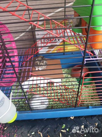 Джунгарские хомяки мальчики, девочки