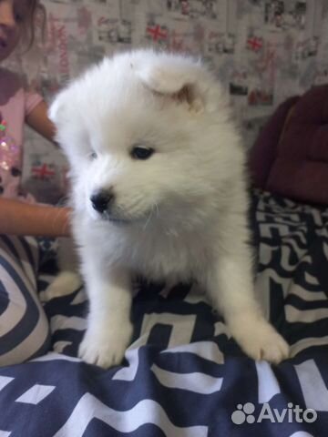 Самоедская лайка