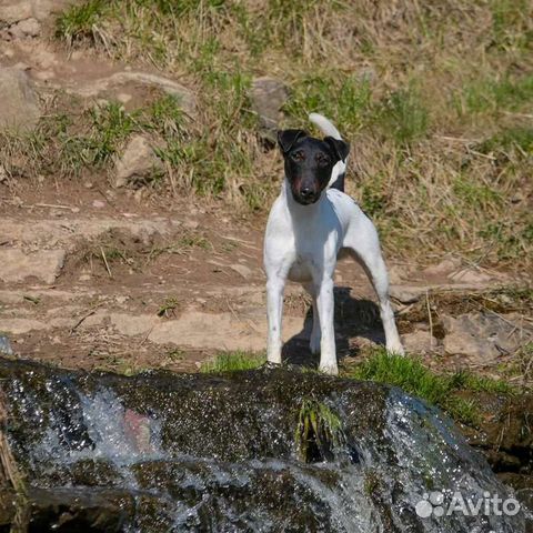 Фокстерьер гш для вязки