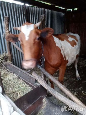 Корова стельная дойная