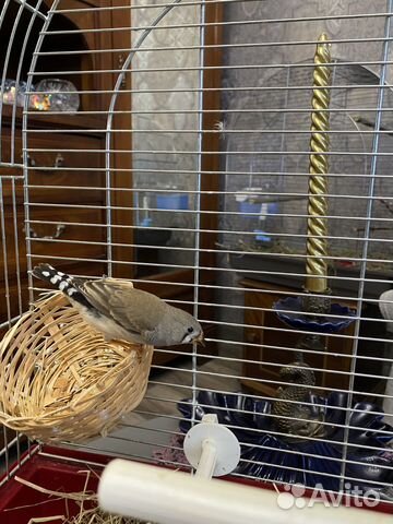 Зебровые амадины