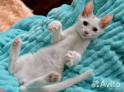 Котята турецкой ангоры (метиска)