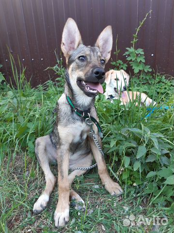 Щенок девочка