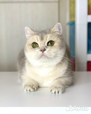 Уникальная кошка голубое золото (шиншила)