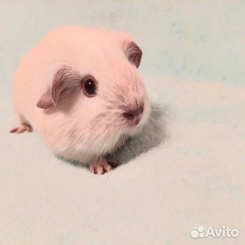 Морские свинки девочка породы белая Панда