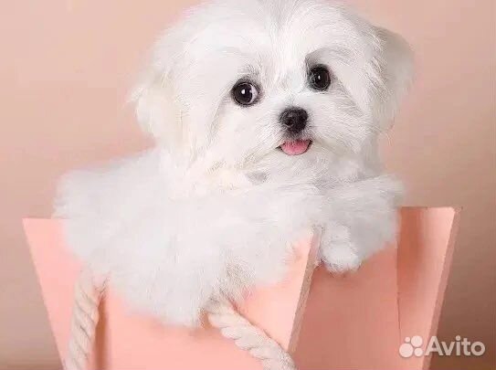 Мальтезе мини