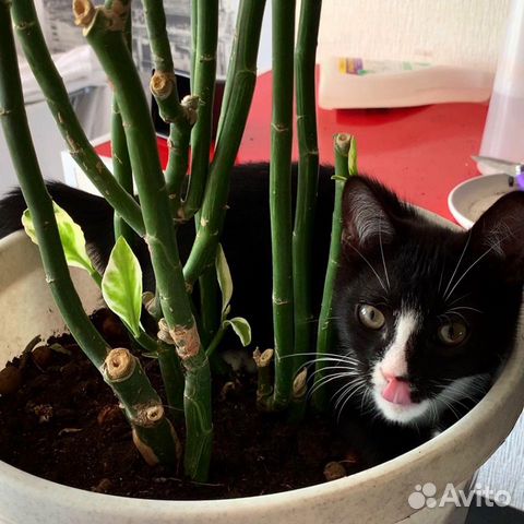 Котенок Феденька в добрые руки