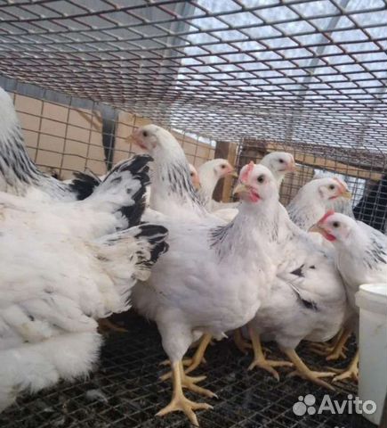 Куры молодки с доставкой на дом