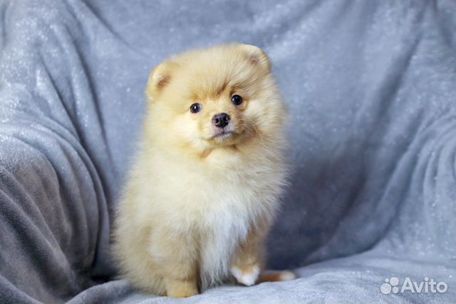 Шпиц мальчик