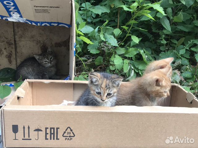 Кошки бесплатно