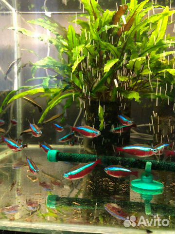 Красный неон, пецилобрикон, креветки вишня