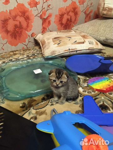 Шотландские котята