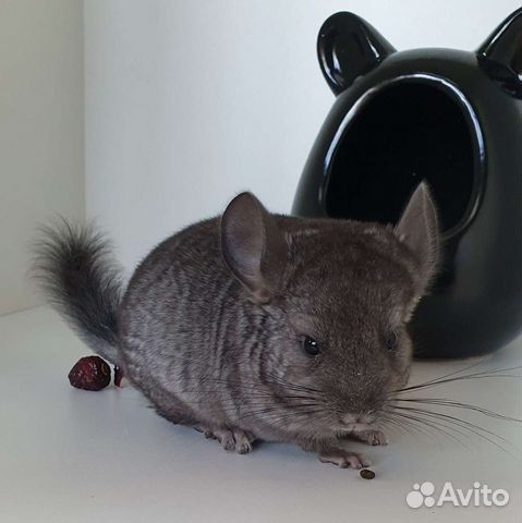 Шиншилленок девочка эбони средний 2 мес