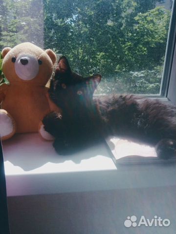 Черный котенок в добрые руки(кот)