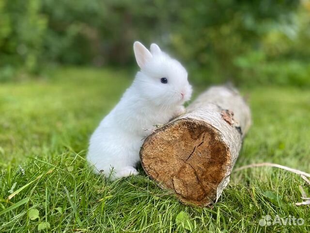 Крольчата карликовые