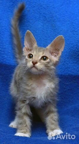 Котенок- позожий на донского сфинкса, девочка