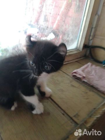 Американский кёрл метиз