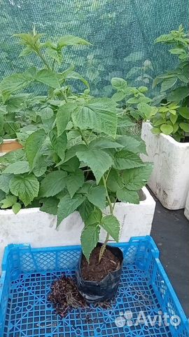 Саженцы малины с закрытой корневой системой купить в Курске | Товары ...