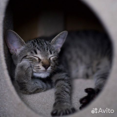 Чистокровные дворяне (котята, 3 мес.)