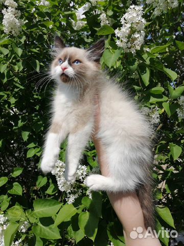 Кошечка Рэгдолл