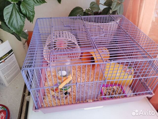 Джунгарский хомяк 2 шт с клеткой