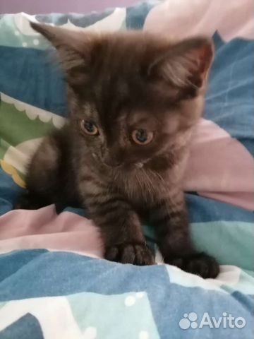 Котенок Василиска