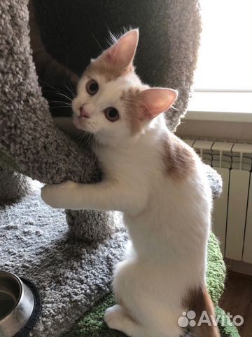 Белка Дейзи в добрые руки дар бесплатно