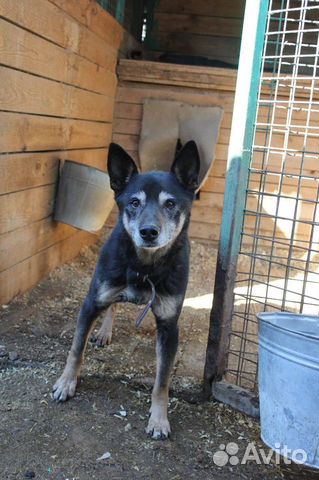 Фима-очень спокойная собачка ищет дом