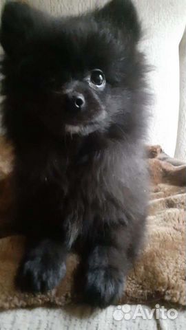 Щенки немецкого шпица