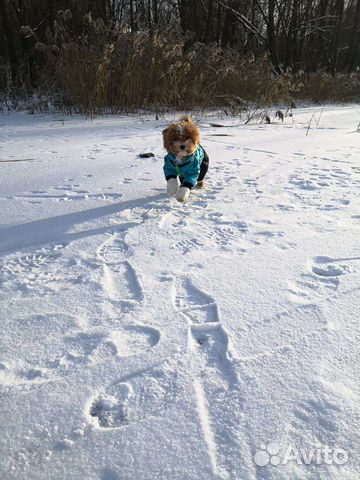 Мальтипу f1 элитные малыши премиум