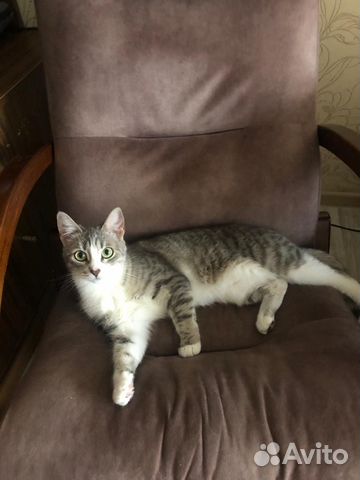 Ласковая кошечка Лиза в добрые ручки