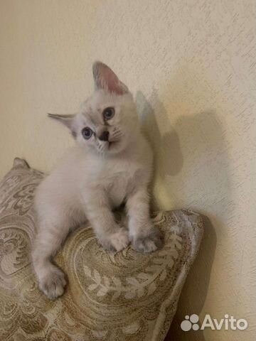 Котята Меконгского Бобтейла