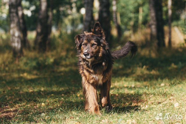 Славная собака из приюта ищет дом