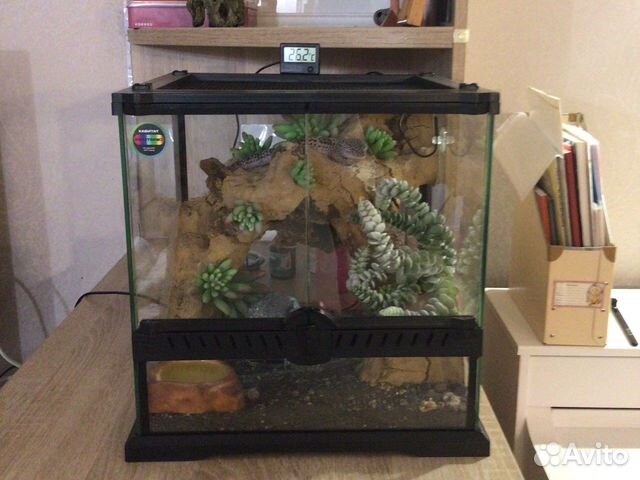 Террариум для эублефара с эублефаром