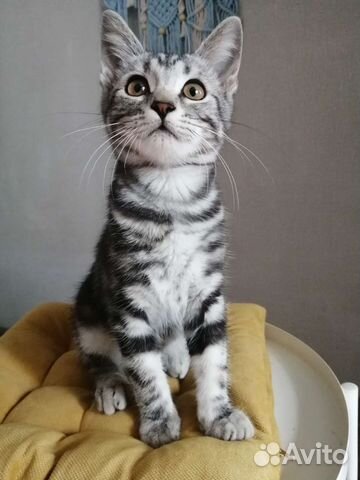 Котик в дар