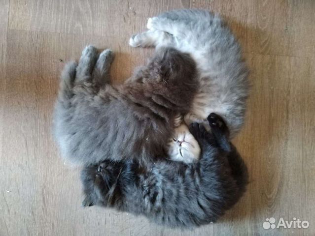 Шотландские котята