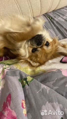 Вязка пекинес ищем жениха