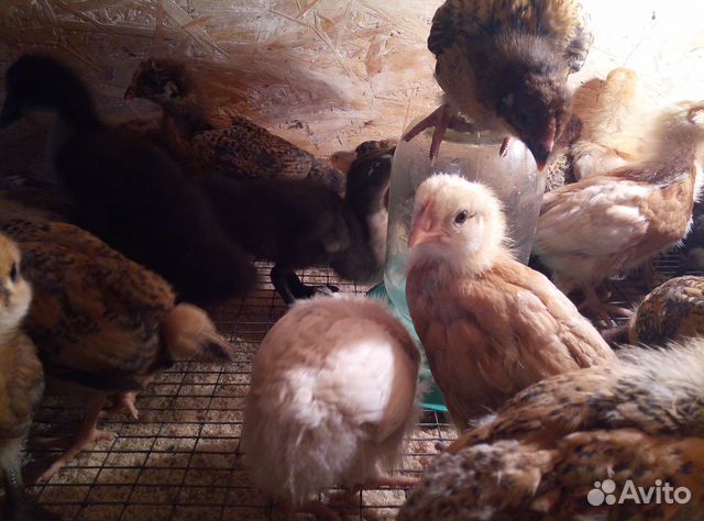Цыплята подрощенные