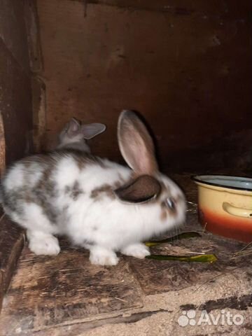 Продам Кроликов Фр.Баран+Великан