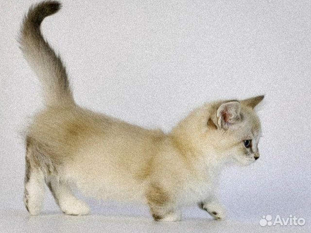 Котята манчкин