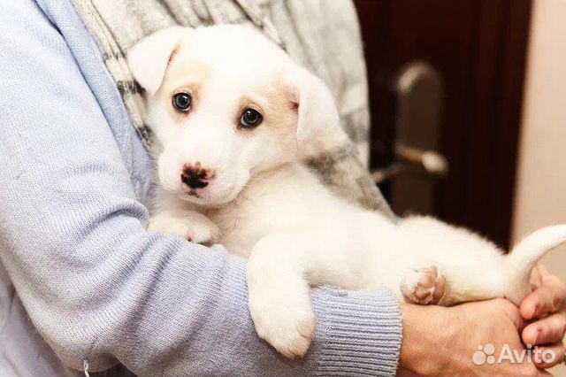 Нежная веселая щенок Ася 3мес