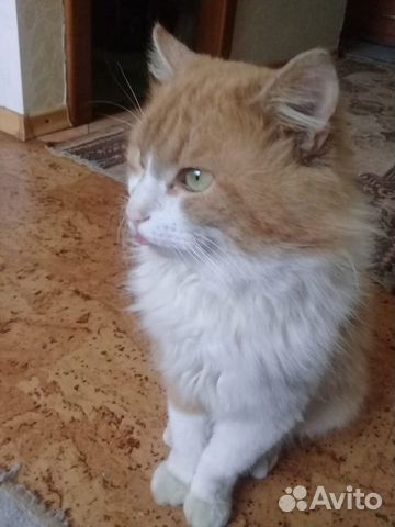 Котики и кошечки,умерла хозяйка