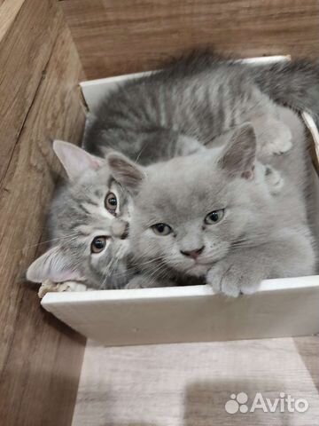 Британская