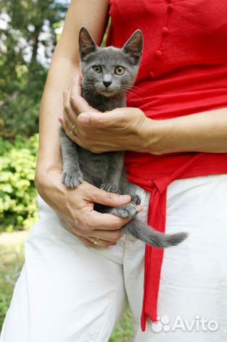 Трогательный Нежный Котенок