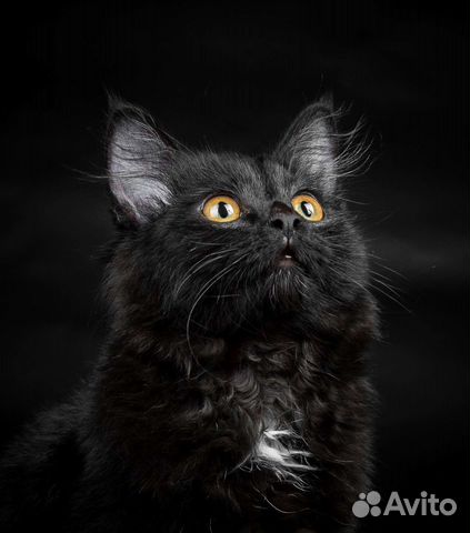 Чешир шикарный котик в добрые руки