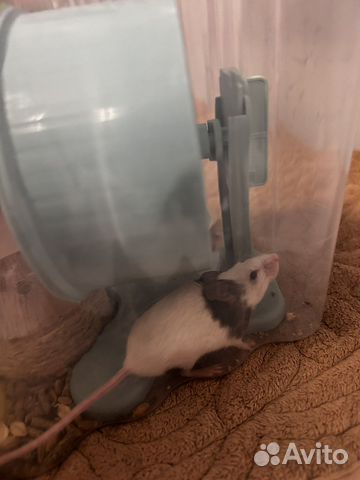 Мышь декоративная